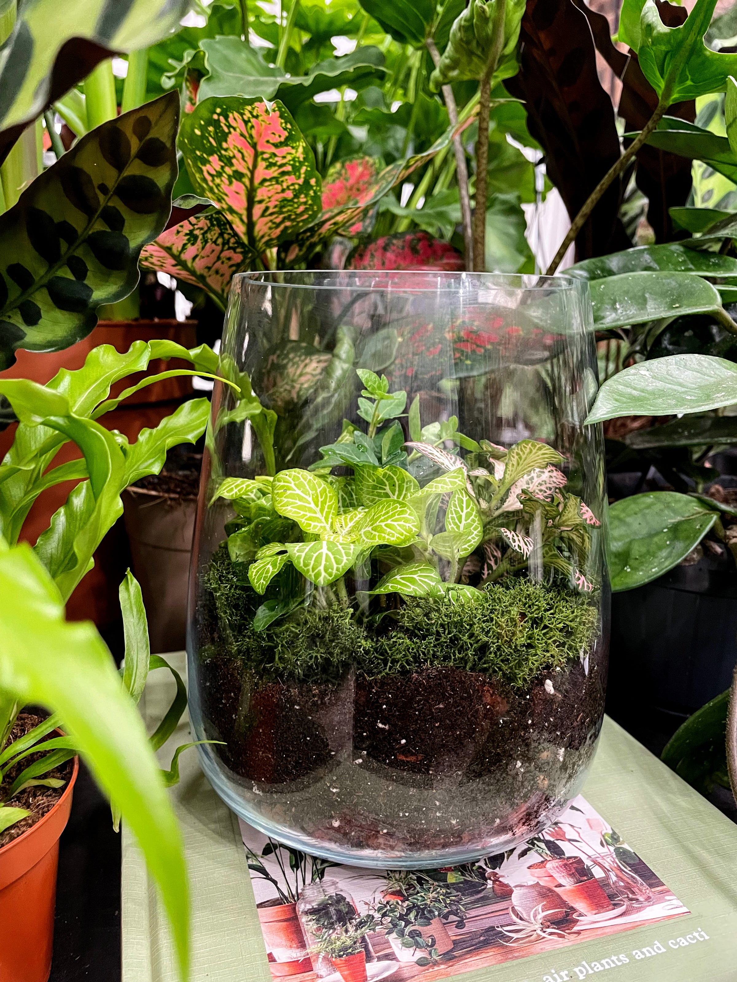 Open-Top Terrarium Workshop Glasgow | Creative Plant Class | Glasgow ...