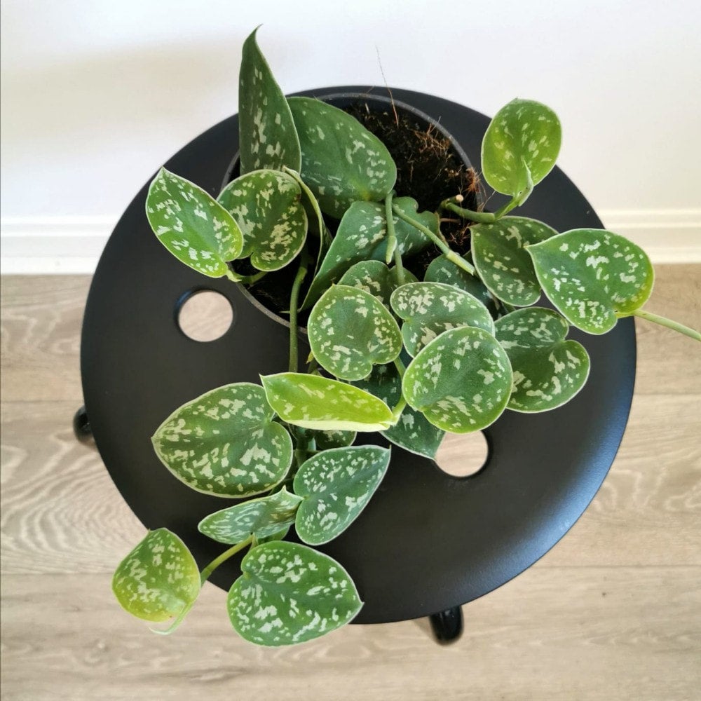 Silver Velvet Pothos | Glasgow PlantMama