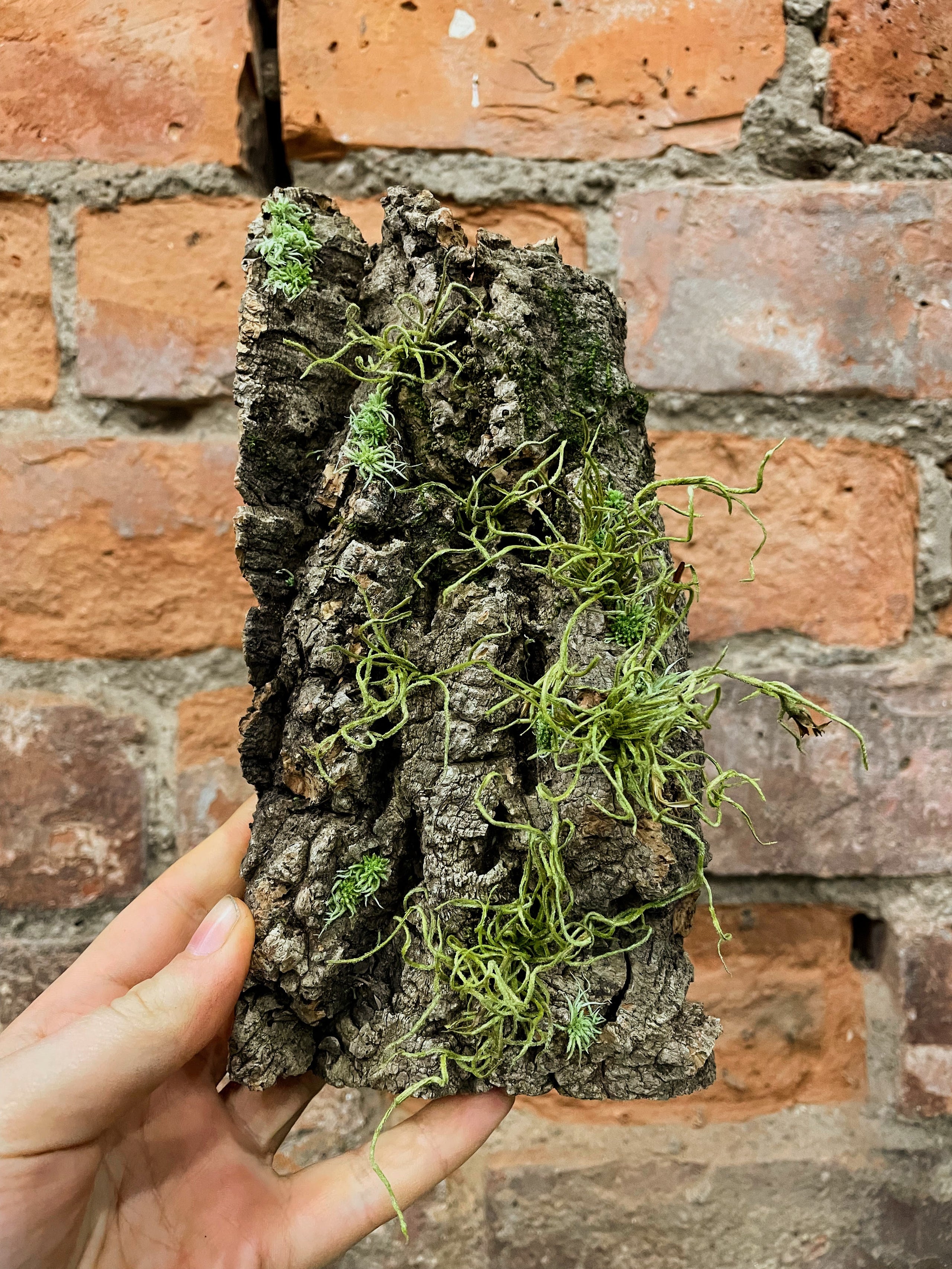 Epiphytic Moss Art (Preserved) #1 | Glasgow PlantMama